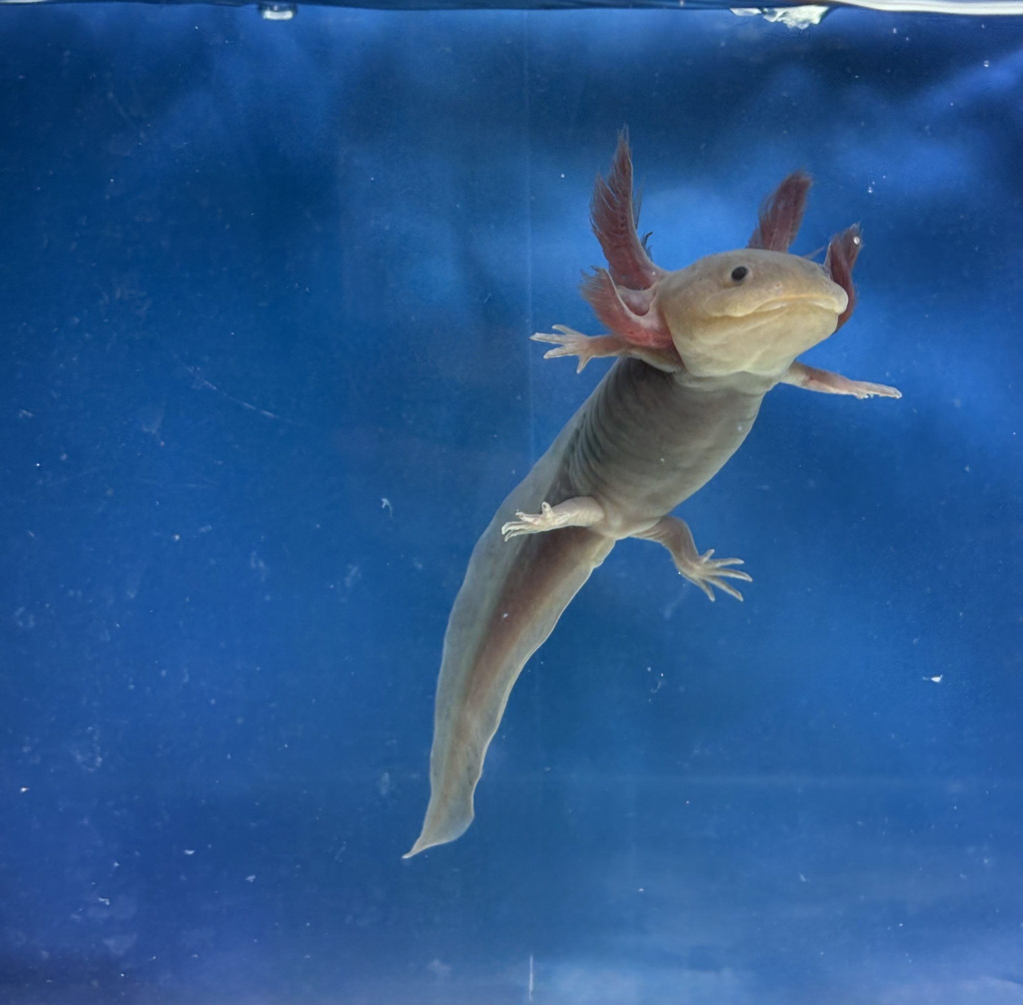 Hypomelanistic Melanoid Axolotl - AXOLOTLS AUSTRALIA