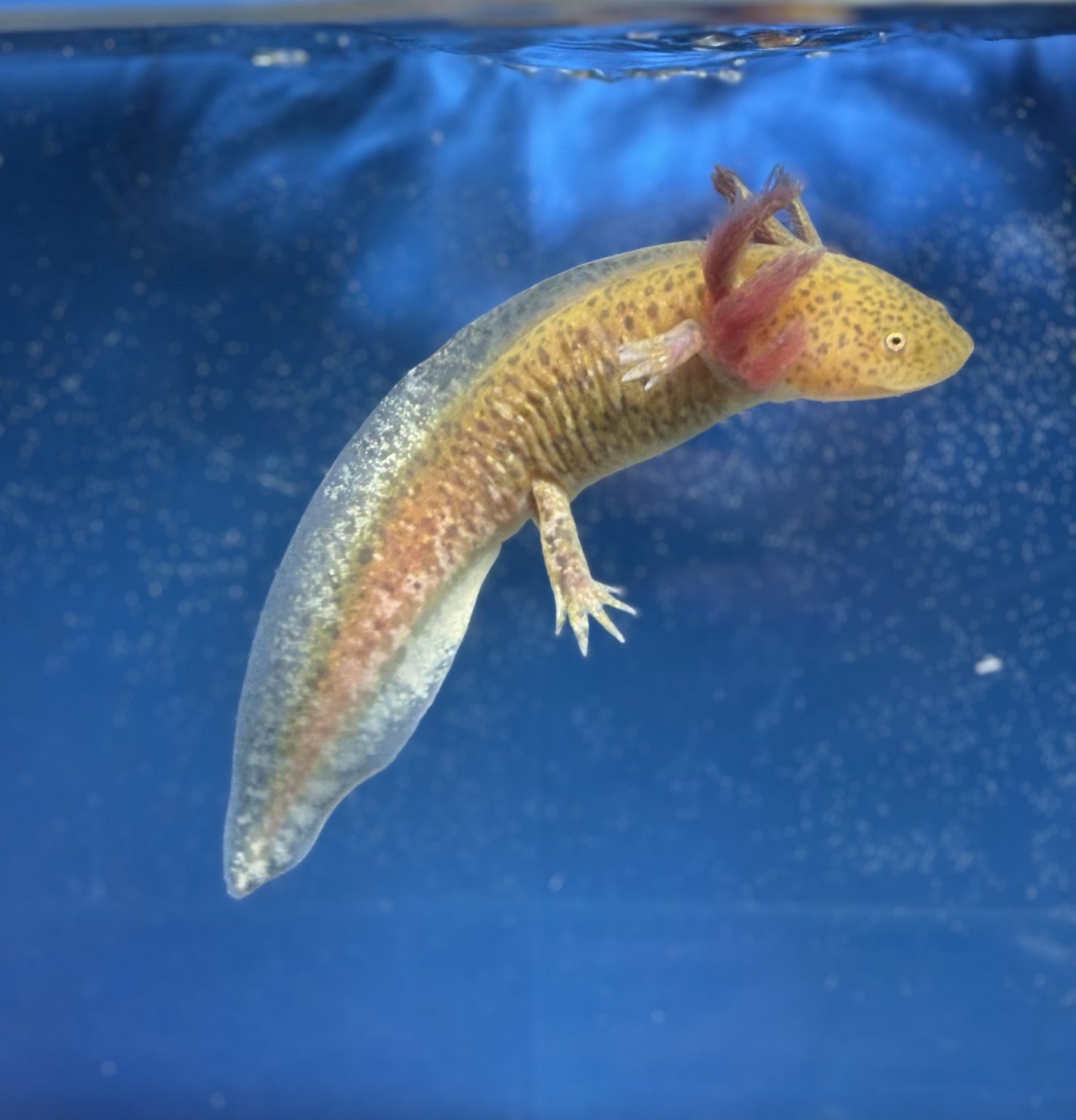 Spotted copper Axolotl - AXOLOTLS AUSTRALIA