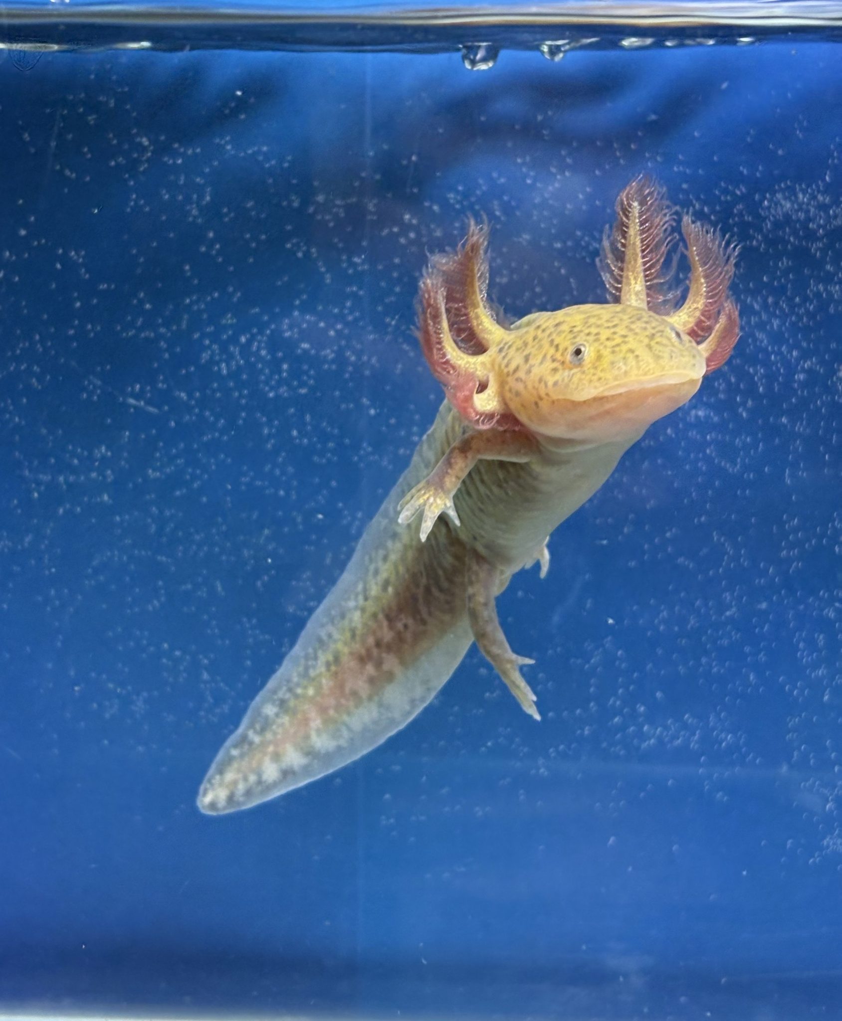 Spotted copper Axolotl - AXOLOTLS AUSTRALIA