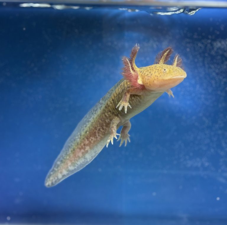 Spotted copper Axolotl - AXOLOTLS AUSTRALIA