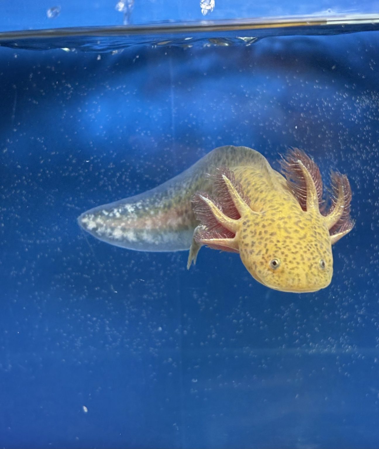 Spotted copper Axolotl - AXOLOTLS AUSTRALIA